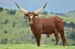 Ntaba Nyoni 8th Annual Production LIVE 2025